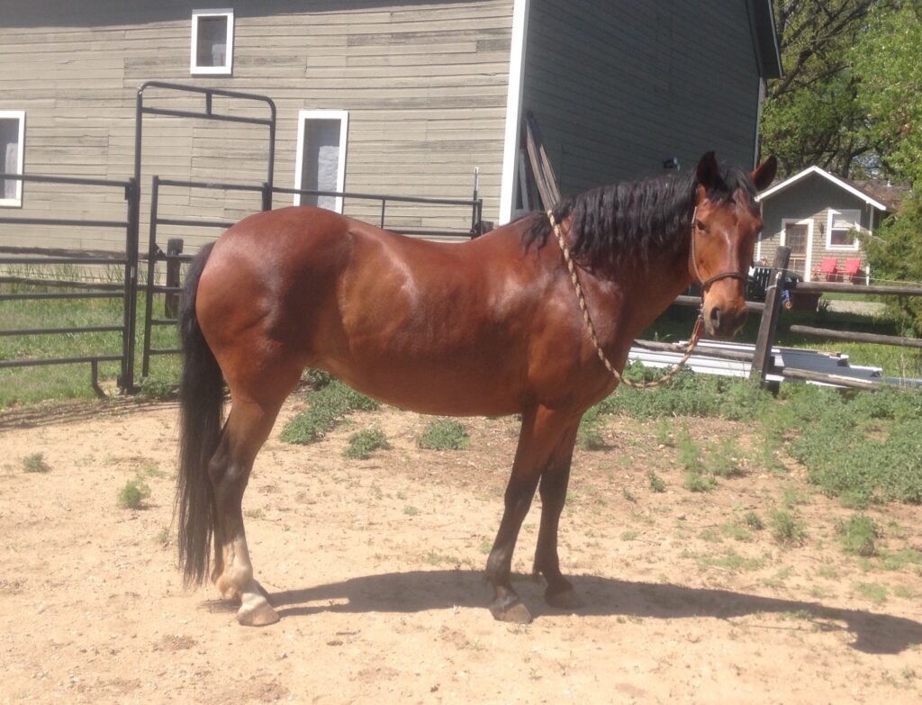 Our Story - Fat Pony Feeders