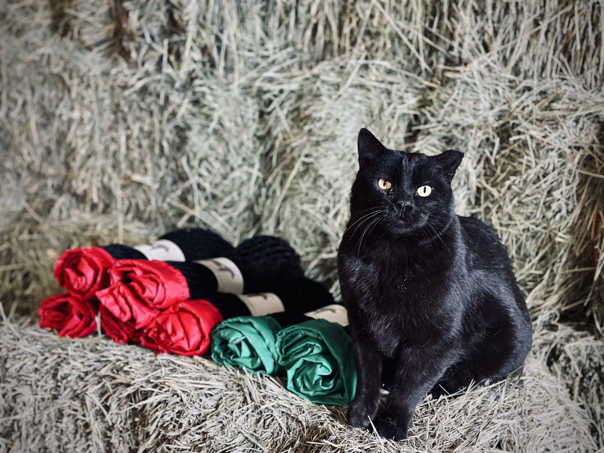 Home - Fat Pony Feeders